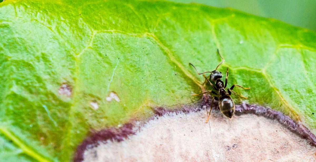 Lawn Insect Control | Prevent Pests From Destroying Your