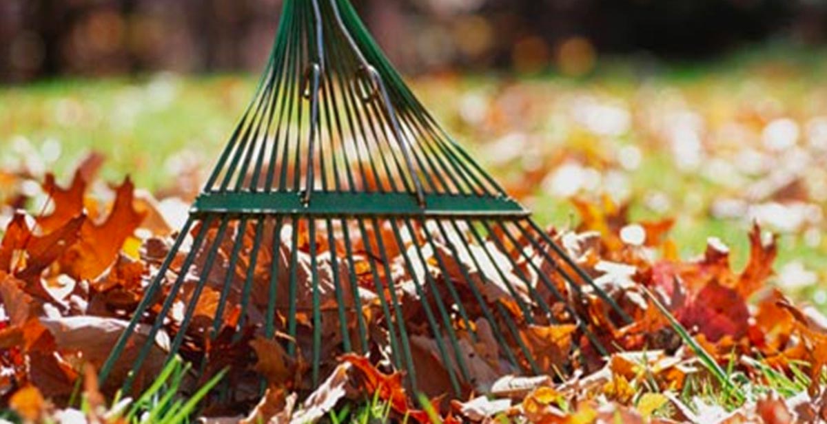 Leaf Raking Tips - Green Meadow Lawn Spray